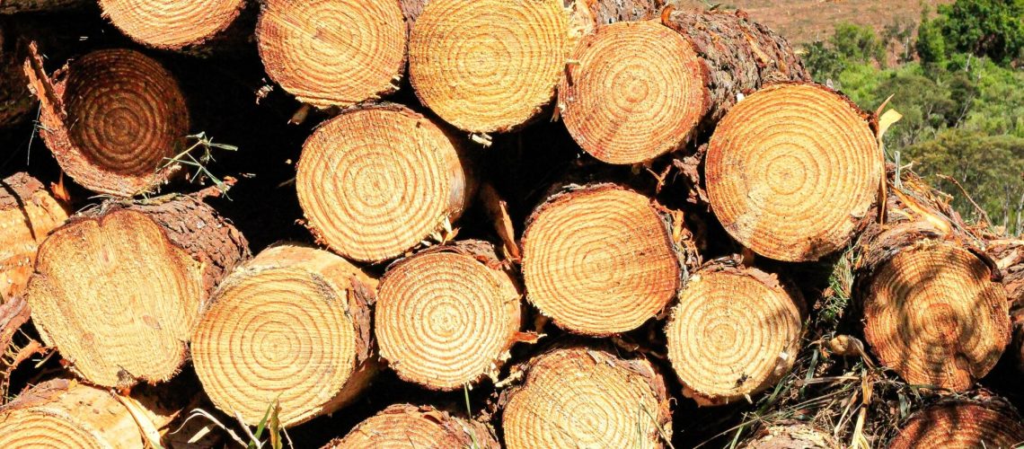 O mercado global de madeira de coníferas em tora - Lignum Latin America